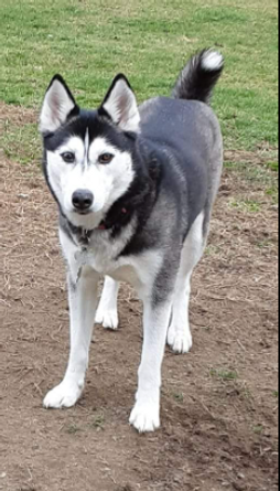 Husky Highway - Lost Huskies | Husky Halfway House